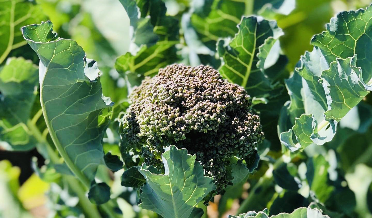 5 Farming Failures of 2019 – Bee Grateful Farm