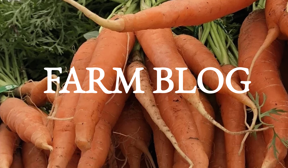Farm Blog – Bee Grateful Farm